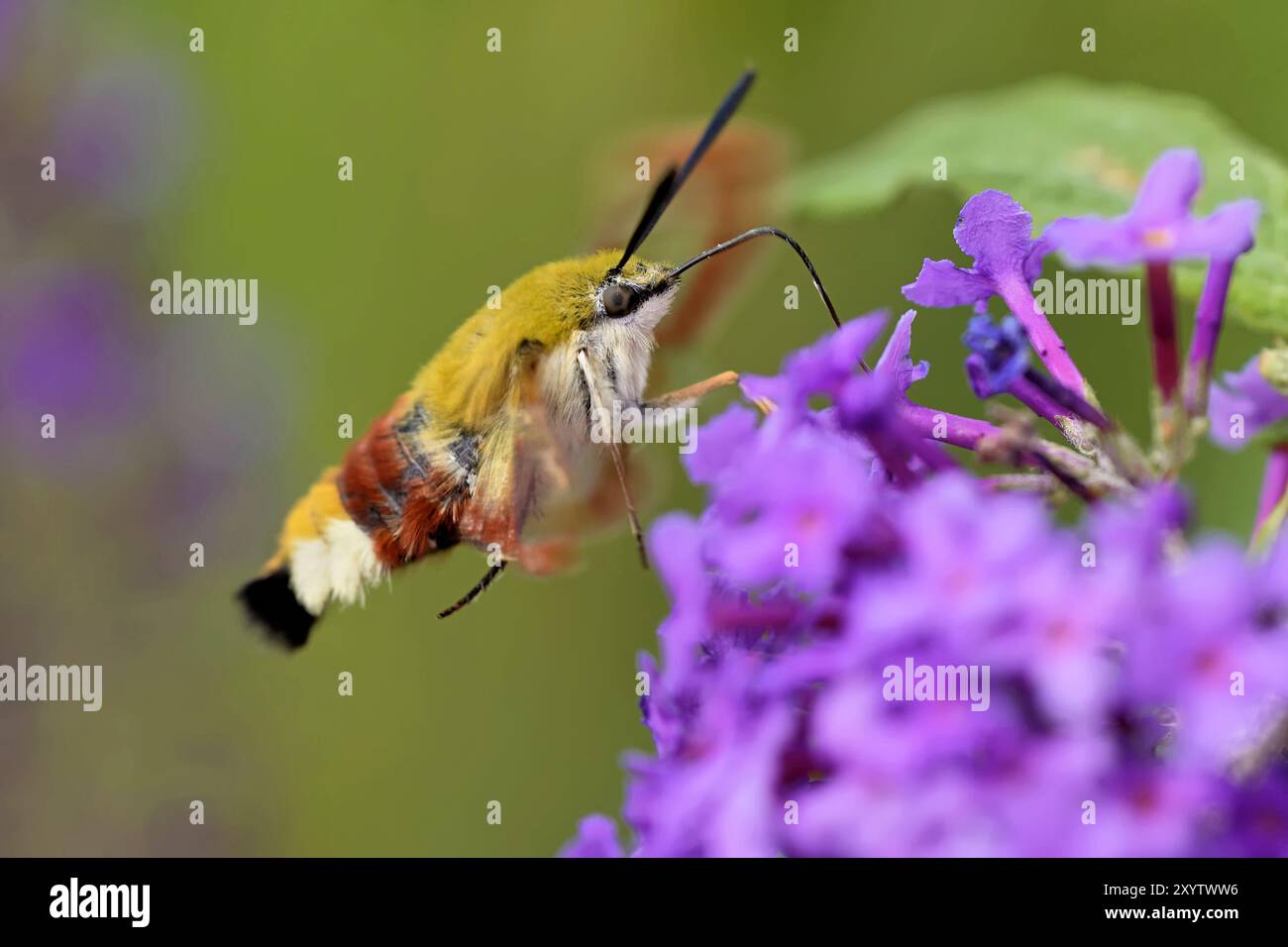 Bumblebee hummingbirds hi-res stock photography and images - Alamy