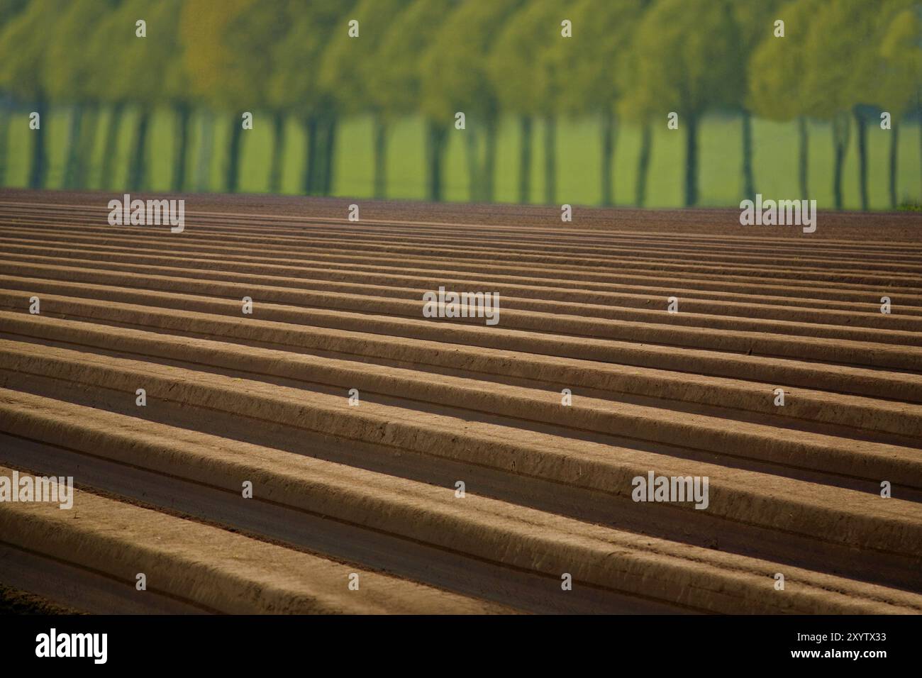 Rows of asparagus pulled as if on a string Stock Photo - Alamy