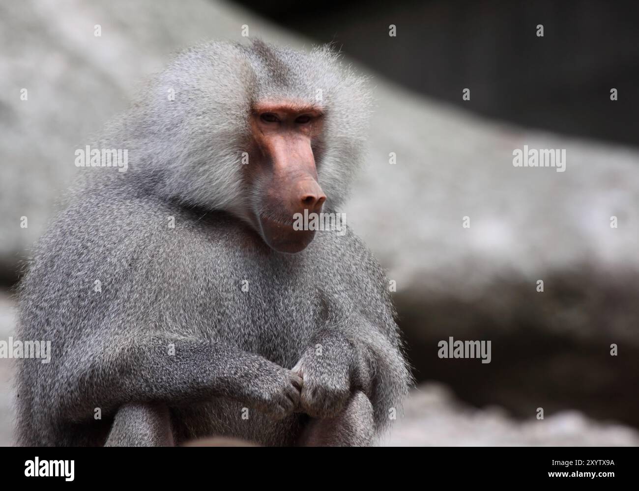 New world baboons hi-res stock photography and images - Alamy