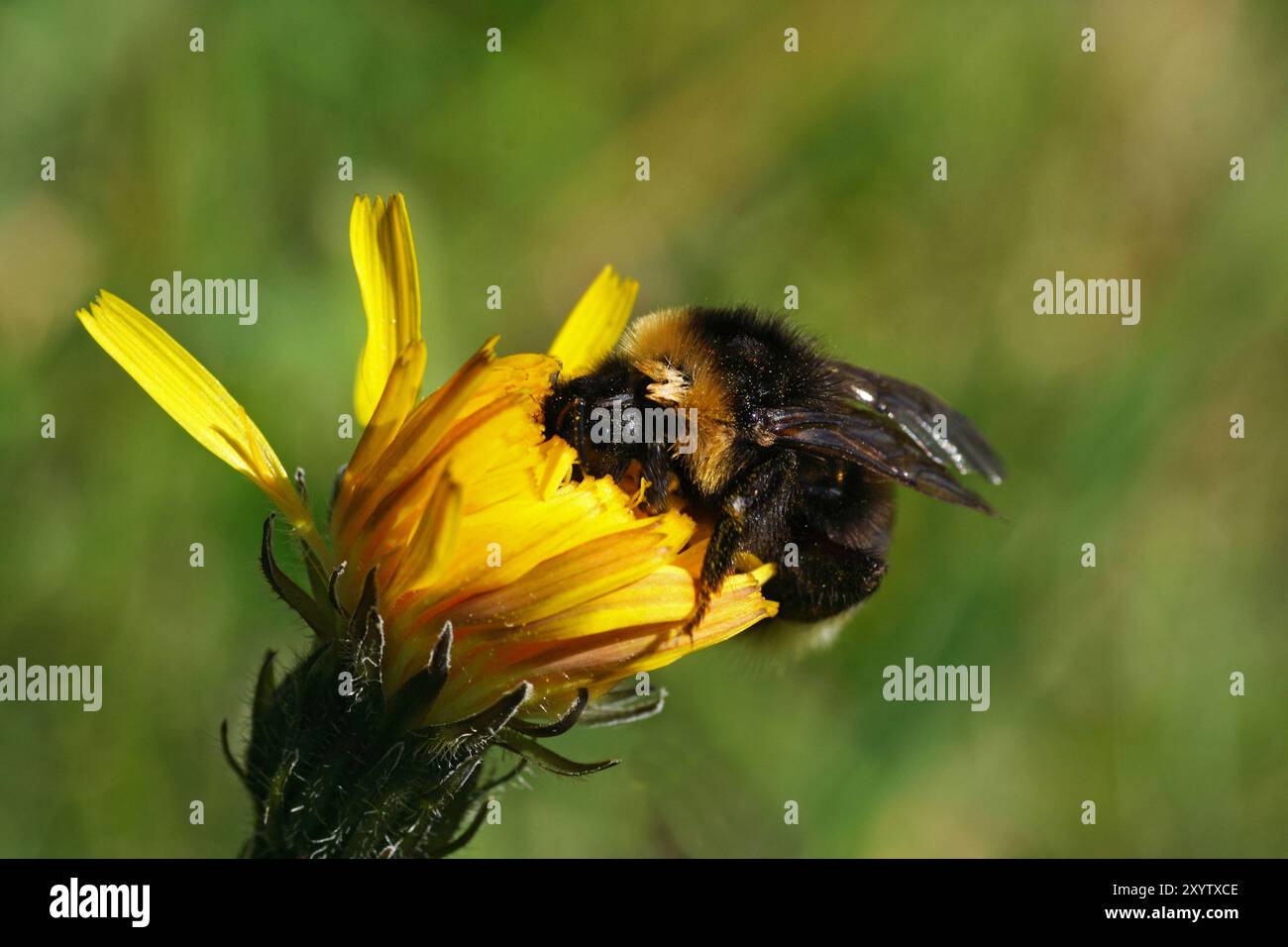 Buff seed heads hi-res stock photography and images - Alamy