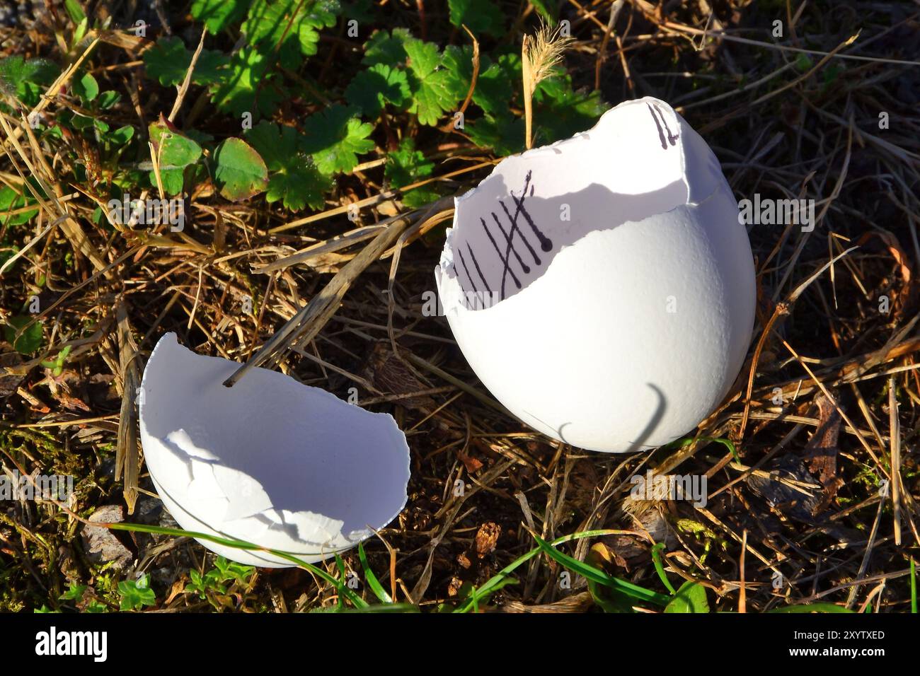 Caged rocks hi-res stock photography and images - Alamy