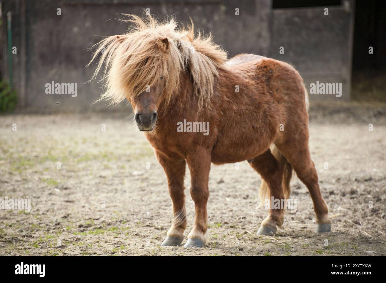 Red chestnut pony on the farm Stock Photo - Alamy