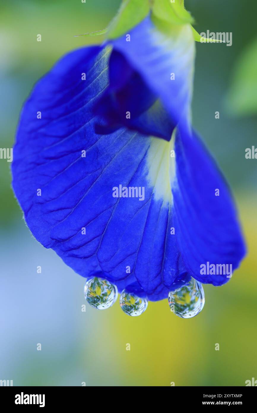 Climbing butterfly pea vine hi-res stock photography and images - Alamy