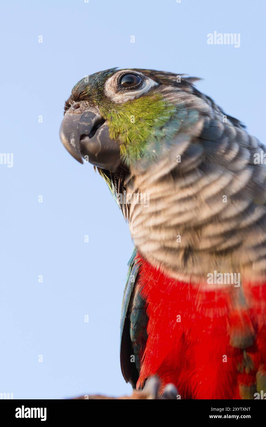 Many colored parrot hi-res stock photography and images - Alamy