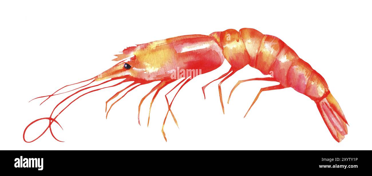 A watercolor drawing of a shrimp, isolated on a white background with a ...