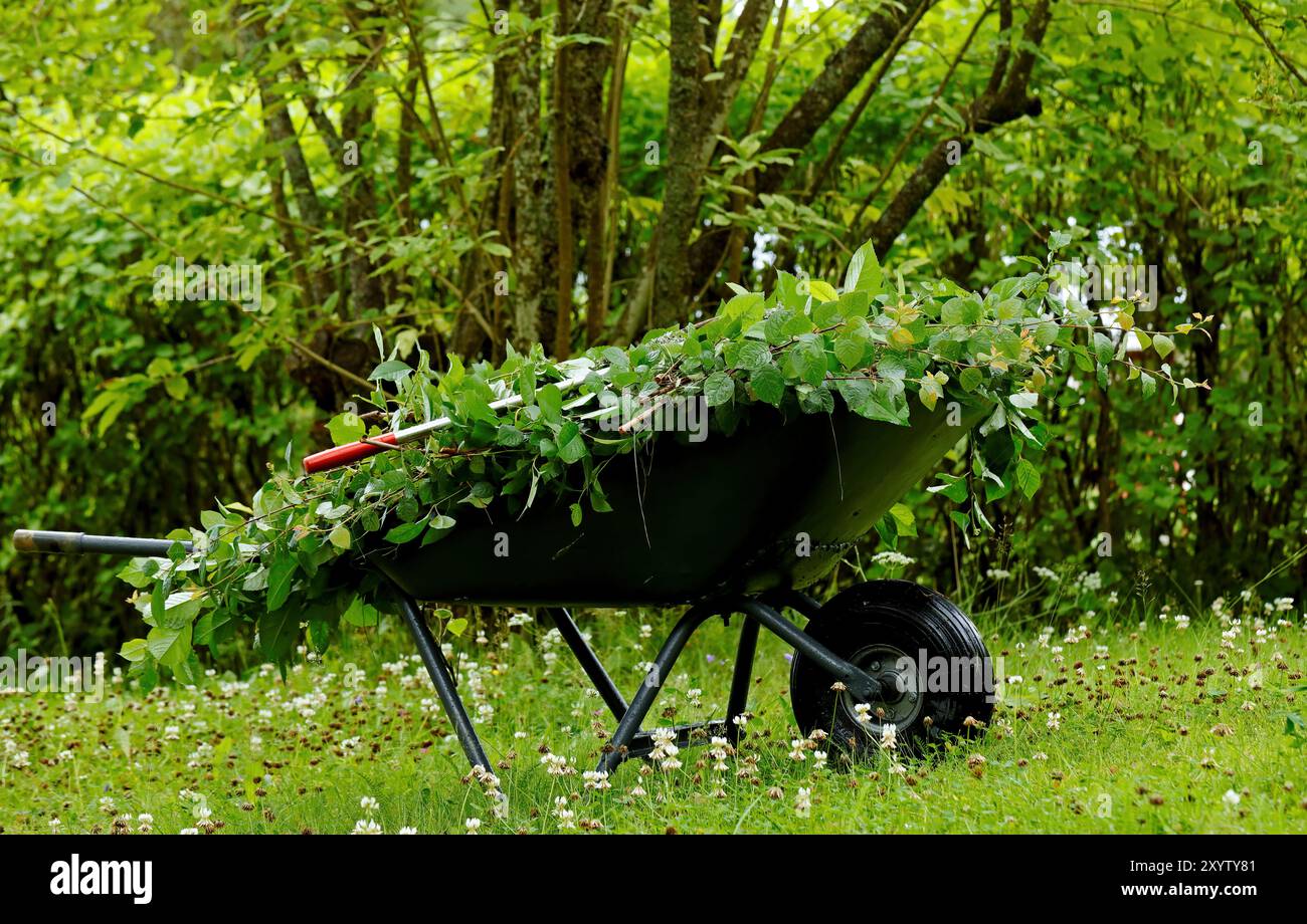Old wheelbarrow full of long grown branches of cherry trees Stock Photo ...
