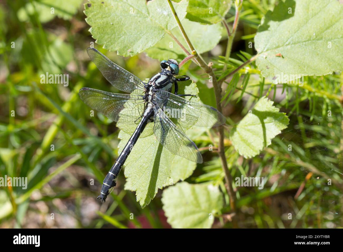 Club tailed libelle hi-res stock photography and images - Alamy