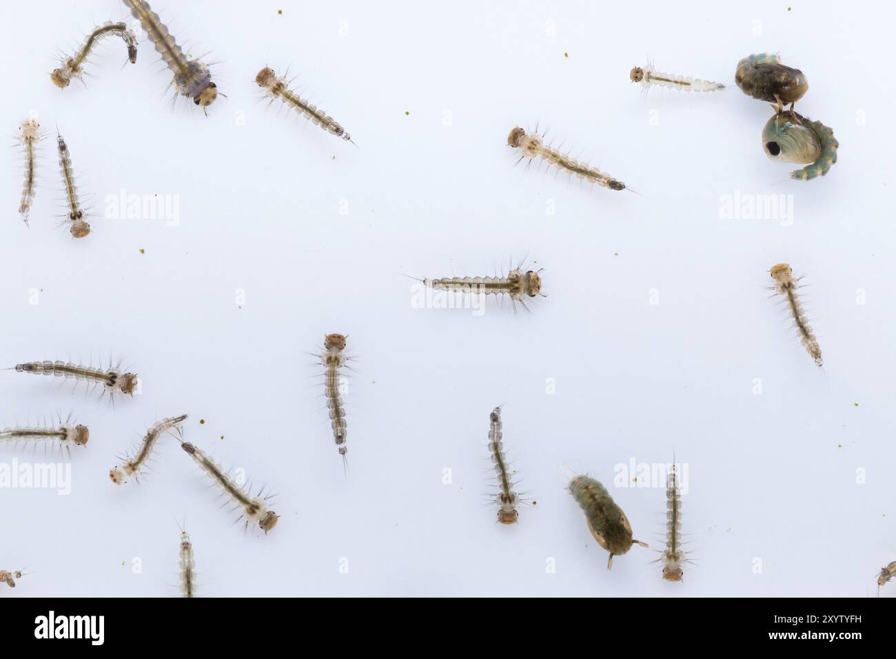 Mosquito larva contagion Zika Virus and Dengue Stock Photo - Alamy