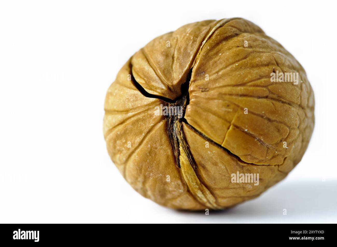 Cracking walnut Cut Out Stock Images & Pictures - Alamy