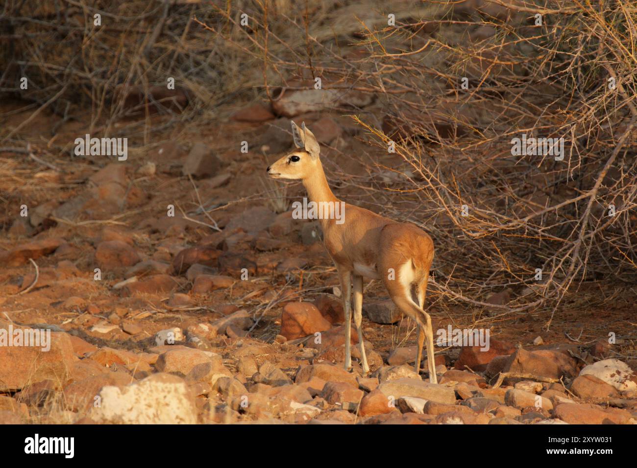 A Steenbok (Raphicerus campestris), a small species of antelope from ...