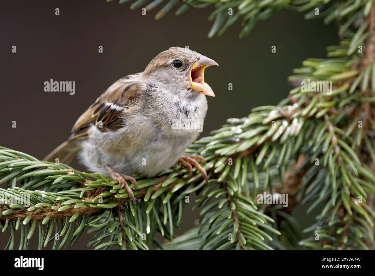 House sparrow opens its beak Stock Photo - Alamy