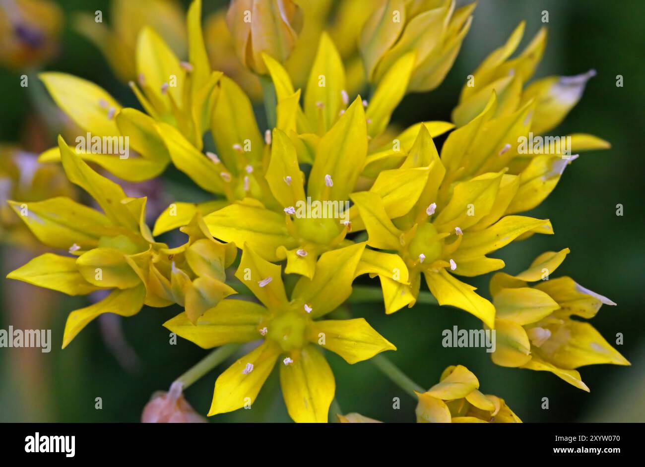 (Allium moly), yellow ornamental leek, golden leek Stock Photo - Alamy