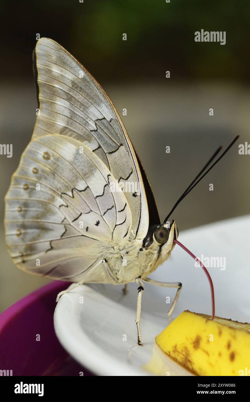 Blue cobbler (Prepona demophon) sucking on a banana peel with a red ...