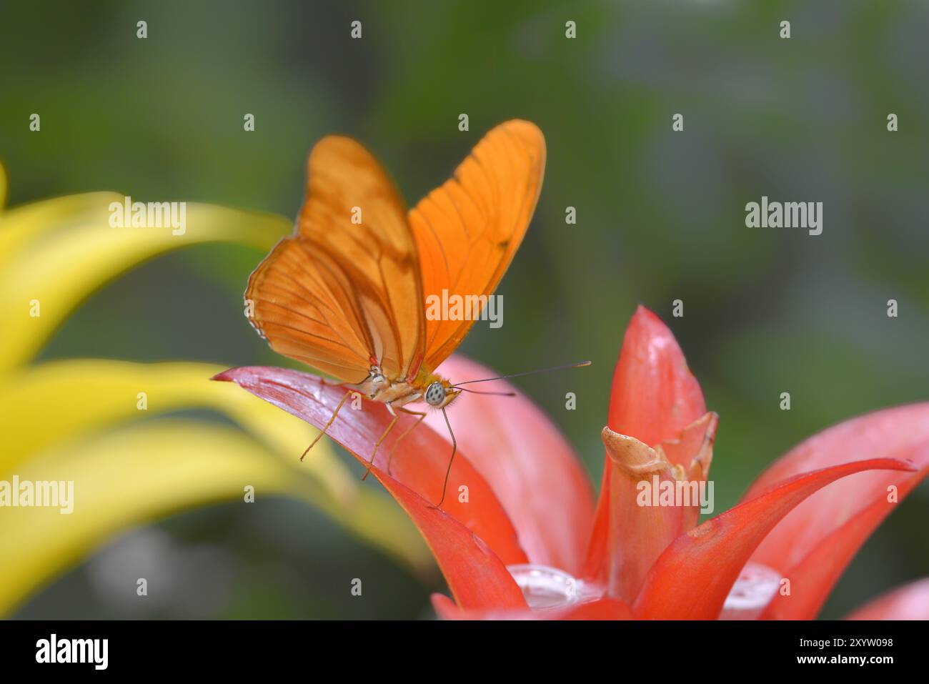 Julia Butterfly (Dryas iulia) sitting on a bromeliad, Occurrence ...