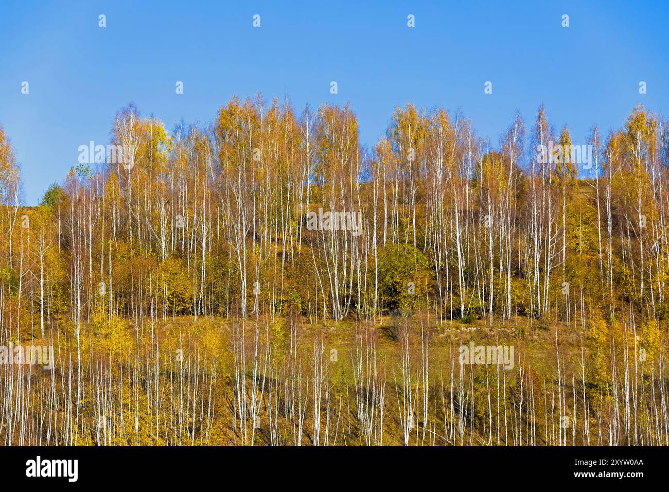 Birch trees on slopes hi-res stock photography and images - Alamy