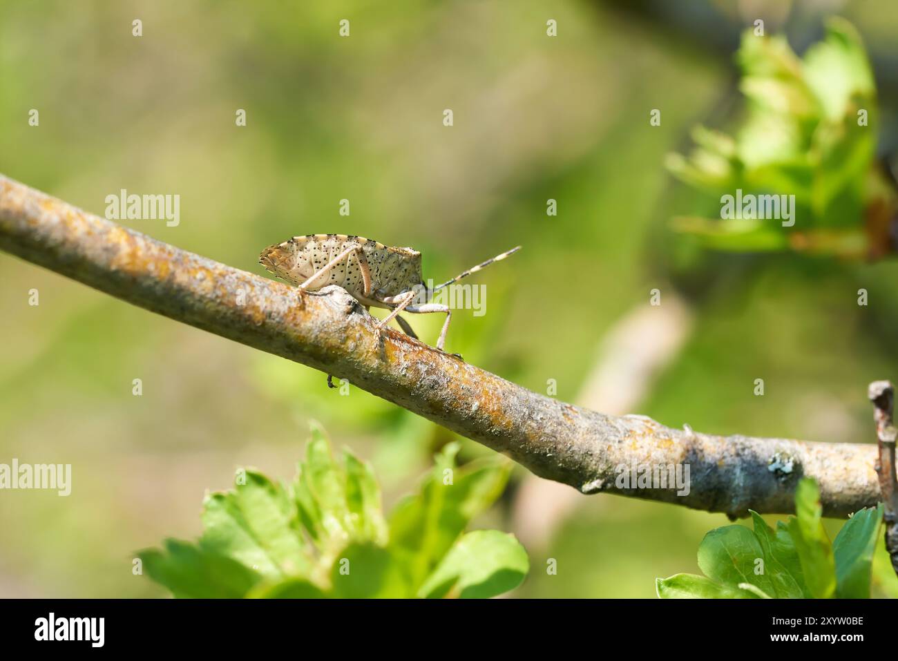 Raphigaster nebulosa (Rhaphigaster nebulosa) on the branch of a white ...