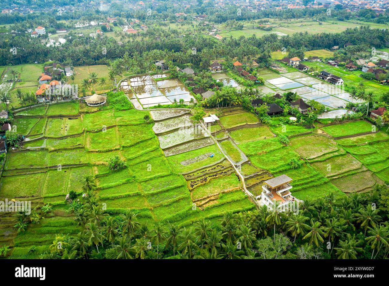 Aerial view of green rice fields in Ubud, Bali, Indonesia Stock Photo ...