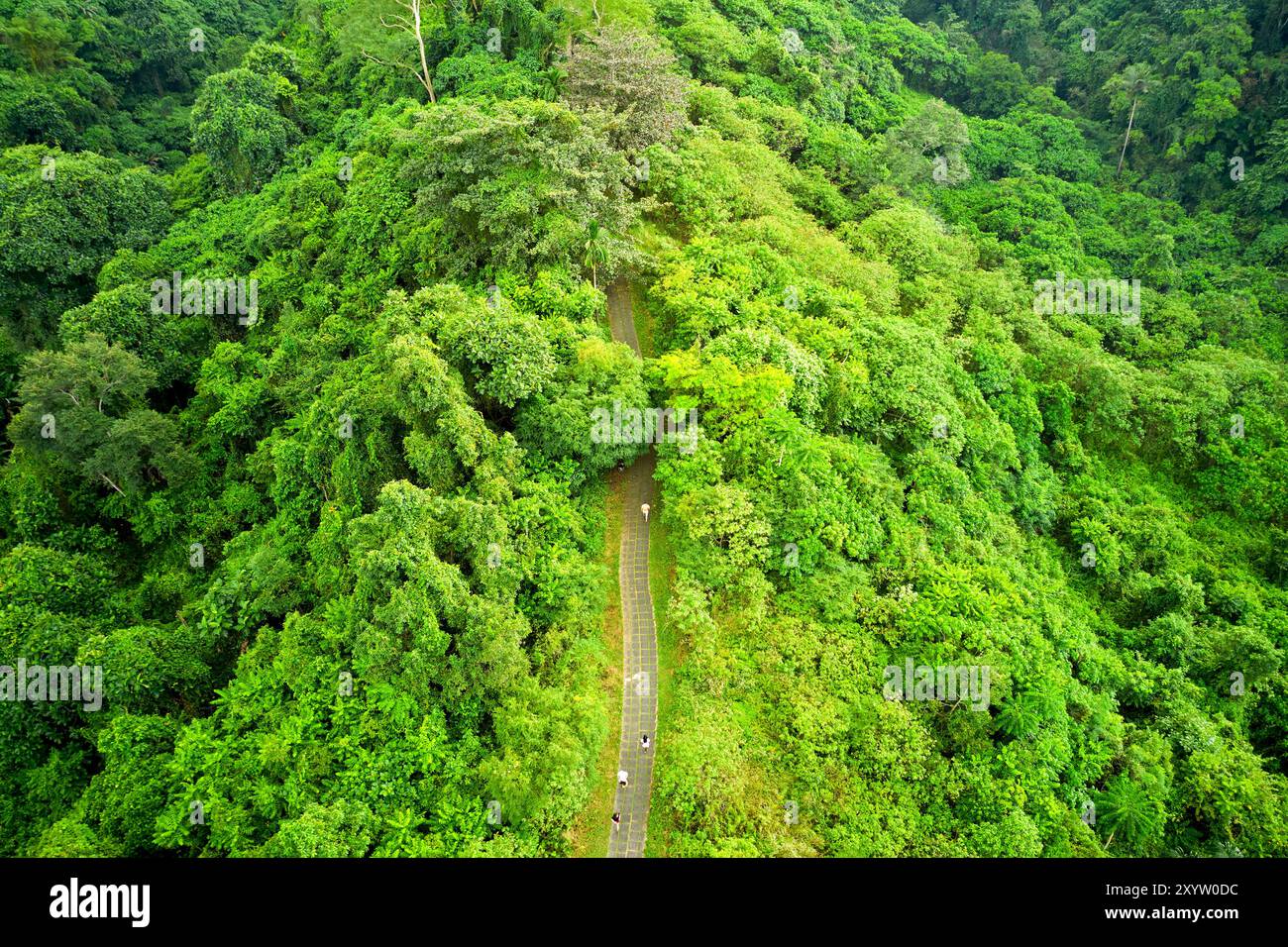Aerial view of the Campuhan Ridge Walk trail in Ubud, Bali, Indonesia ...