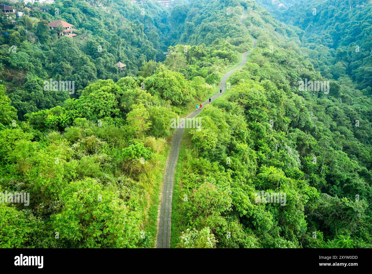 Aerial view of the Campuhan Ridge Walk trail in Ubud, Bali, Indonesia ...