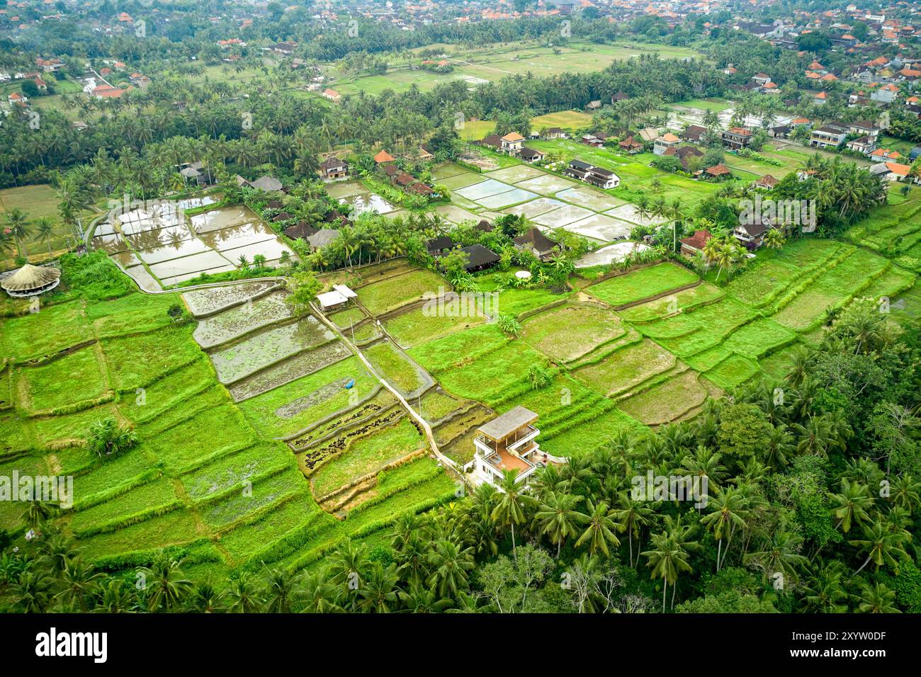 Aerial view of green rice fields in Ubud, Bali, Indonesia Stock Photo ...