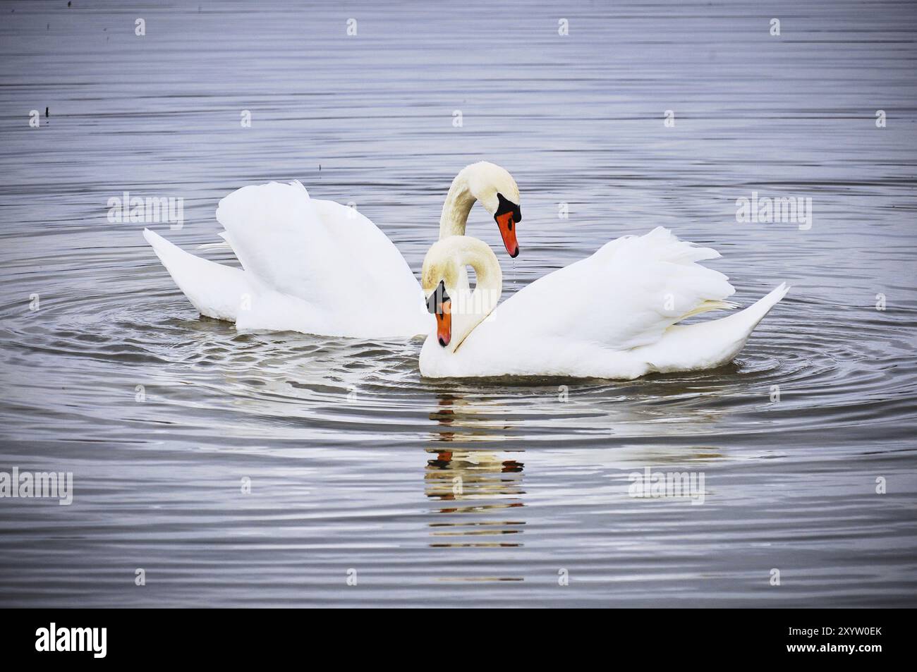 Two swans on a lake swimming together. Nature themed background Stock ...