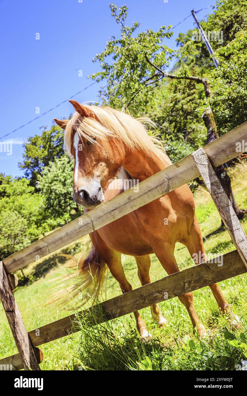 Curious, beautiful brown horse at a paddock Stock Photo - Alamy