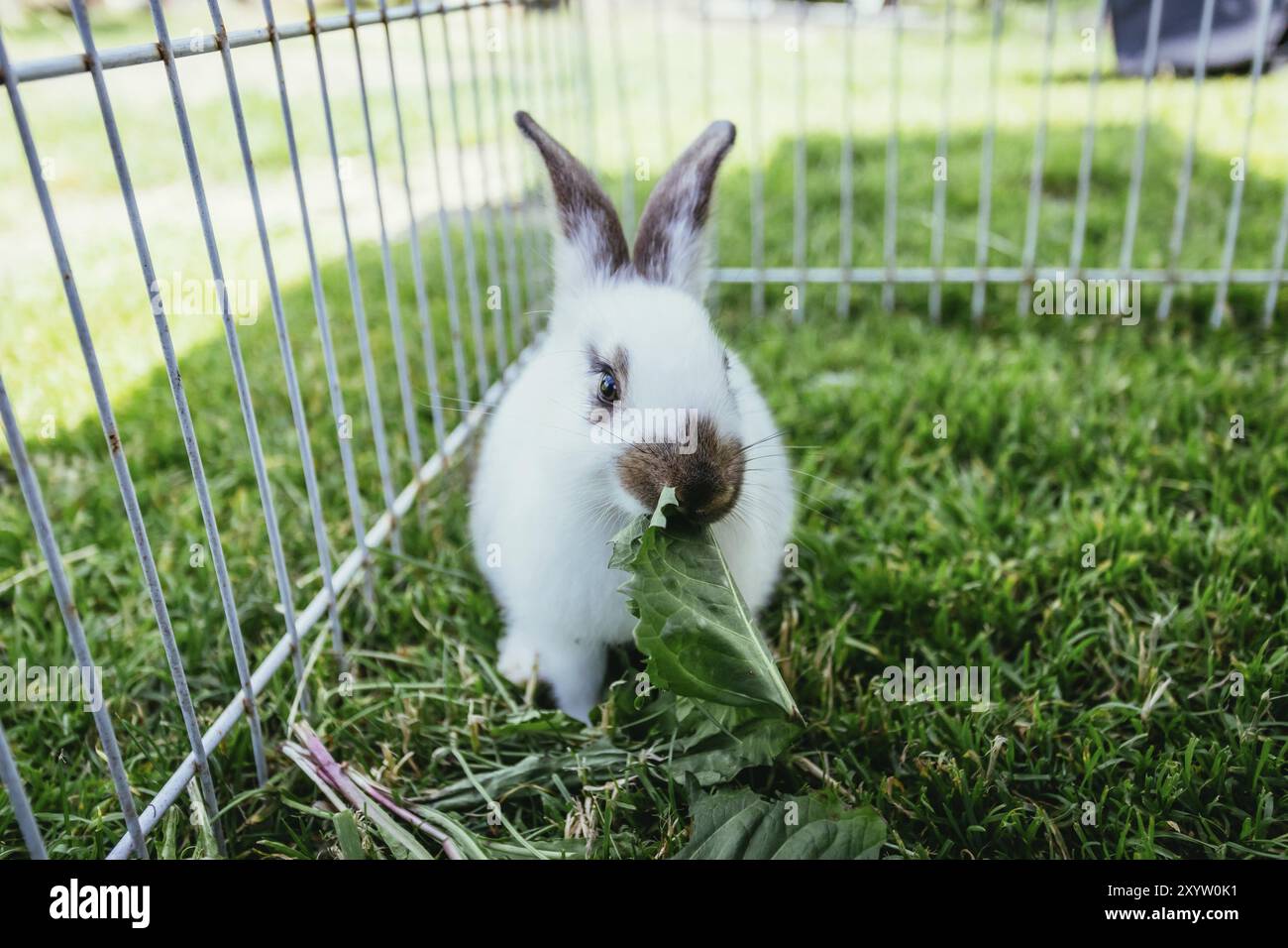 Cute little bunny eats salad in an outdoor compound. Green grass ...