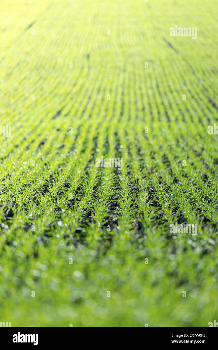 Litter green fields hi-res stock photography and images - Alamy