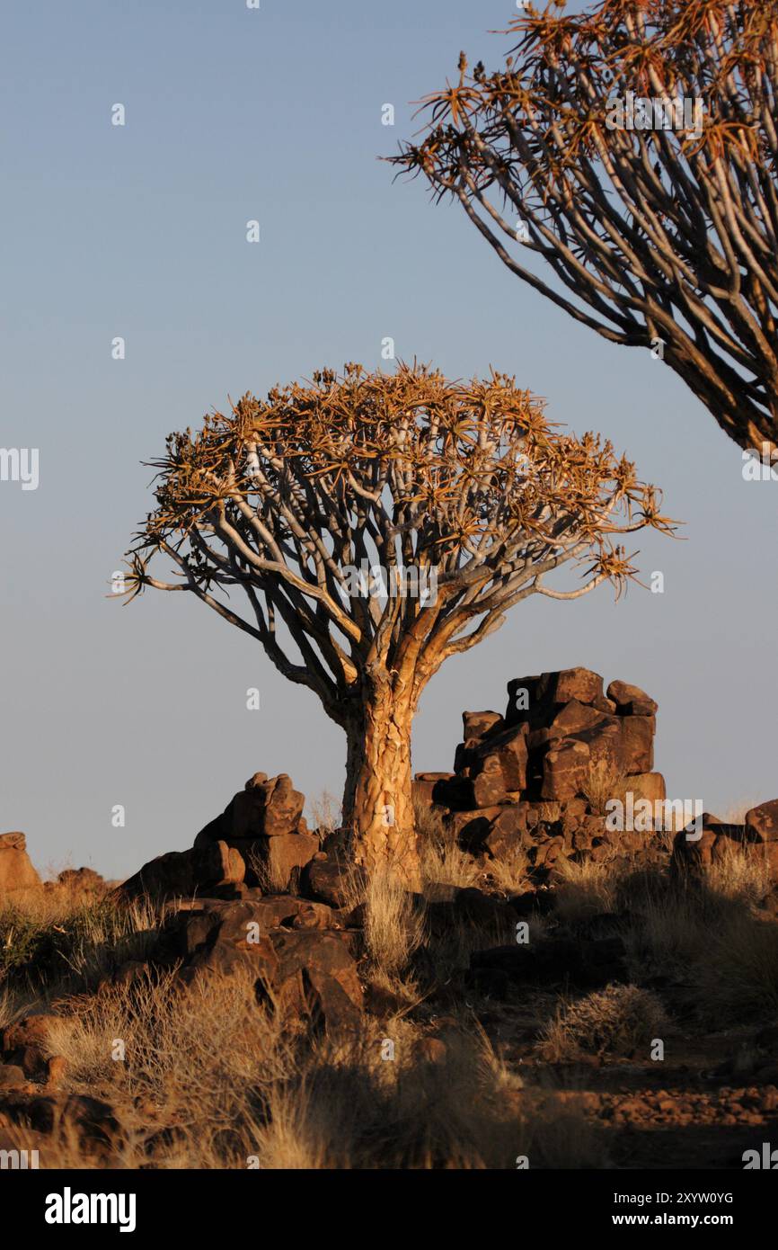 Empty quiver hi-res stock photography and images - Alamy