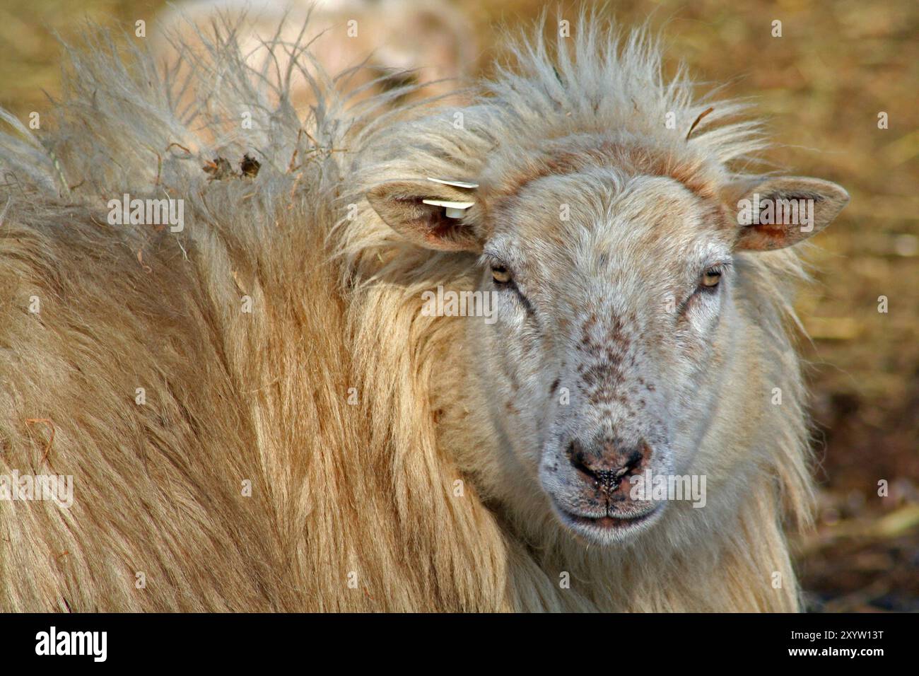 Sheep, farm animal -------------------- Sheep, View (Ovis Stock Photo ...