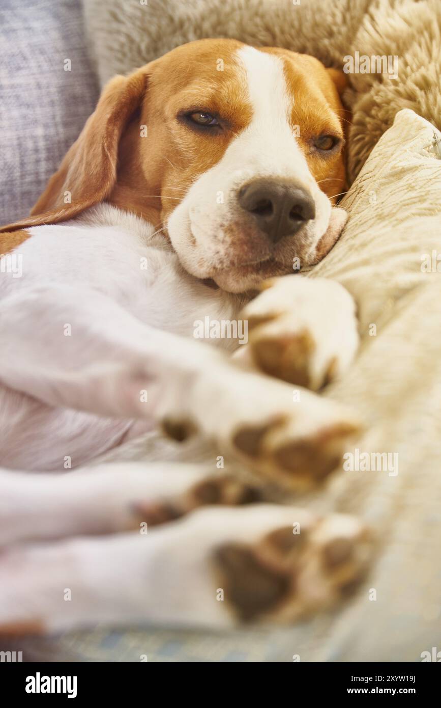 Dog on a sofa in funny pose. Beagle tired sleeping on couch. Vertical ...