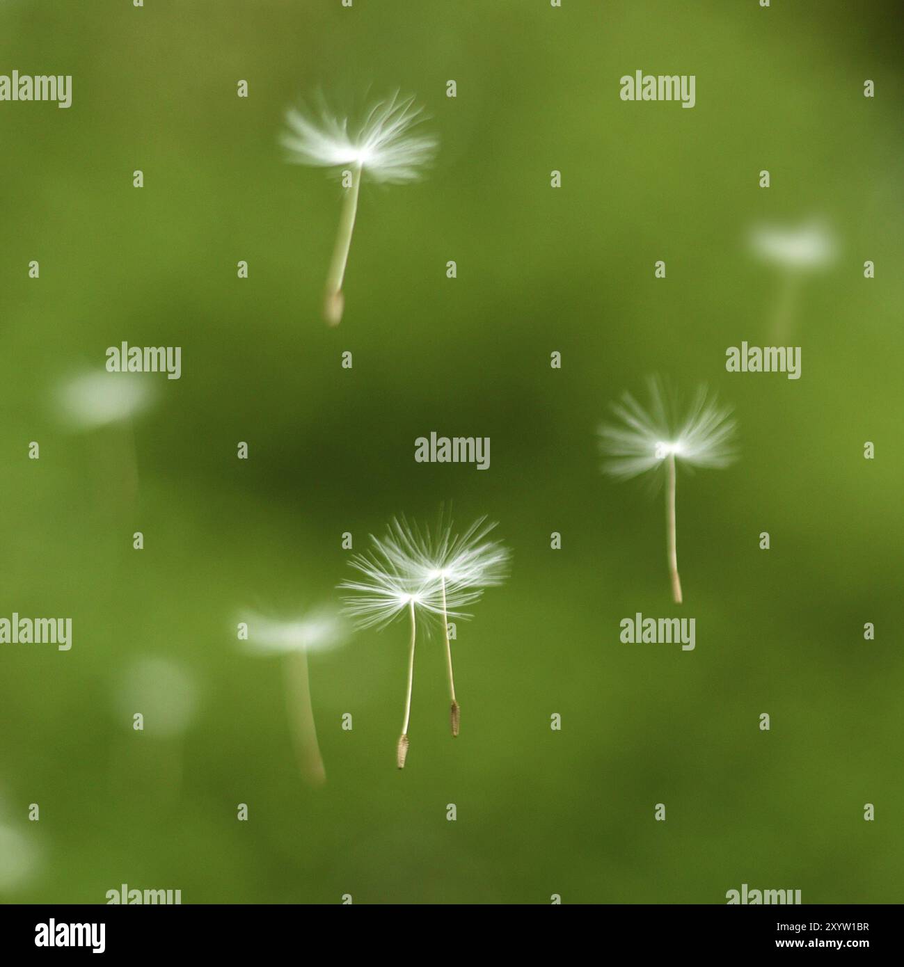 Dandelion seed clusters hi-res stock photography and images - Alamy