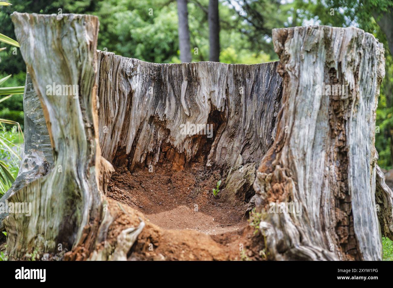 Hollowed tree stump hi-res stock photography and images - Alamy