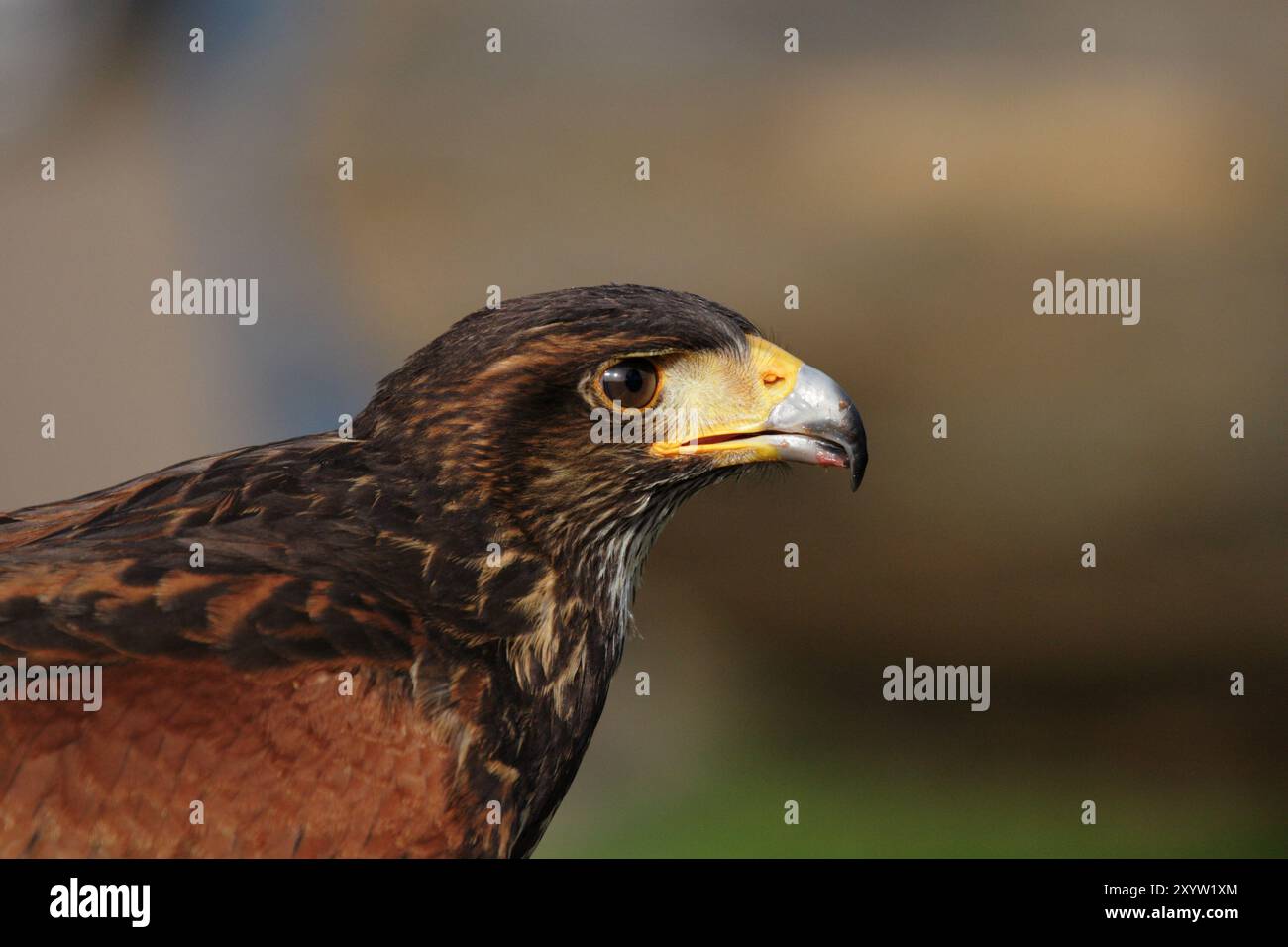 Portrait of a desert buzzard Stock Photo - Alamy