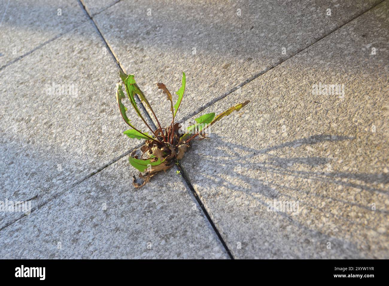 A plant's fight for survival Stock Photo - Alamy