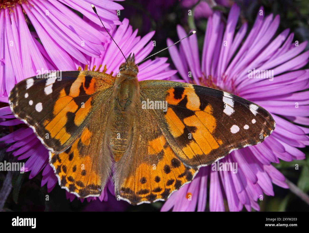 Distelfalter (Vanessa cardui), Cynthia cardui Stock Photo - Alamy