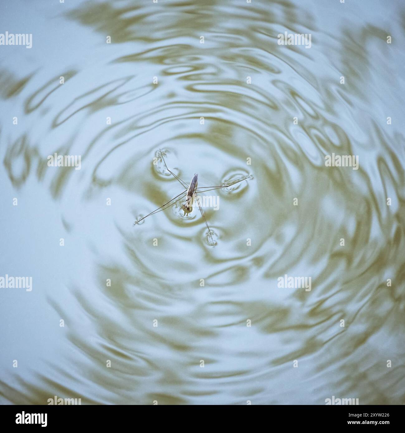 Water strider on the river Stock Photo - Alamy