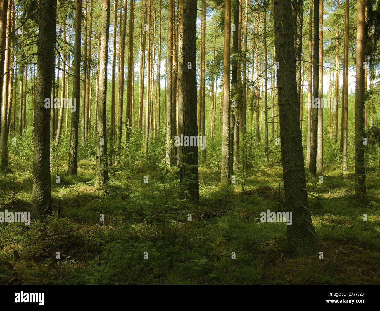 Management wald hi-res stock photography and images - Alamy