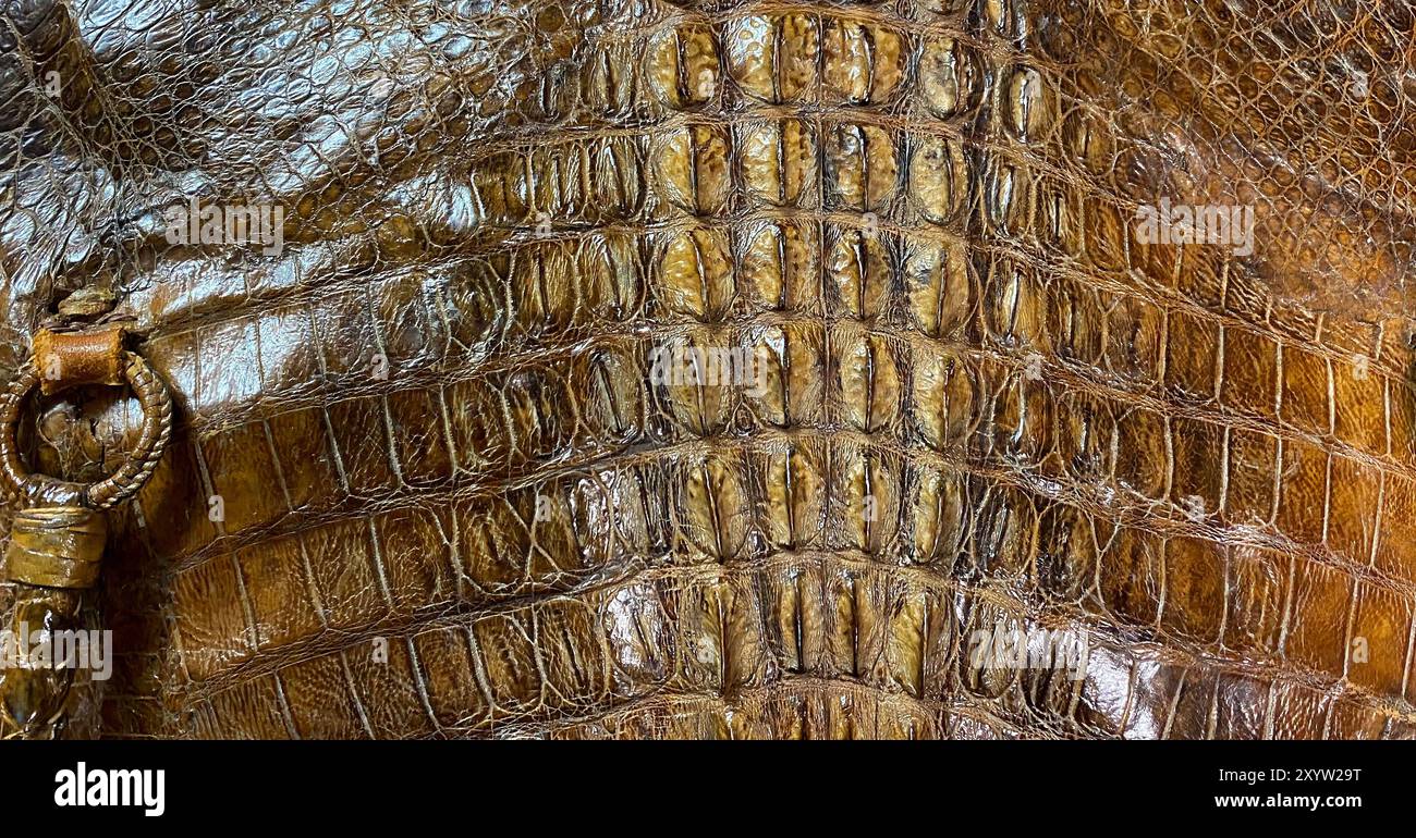 Majestic alligator hi-res stock photography and images - Alamy