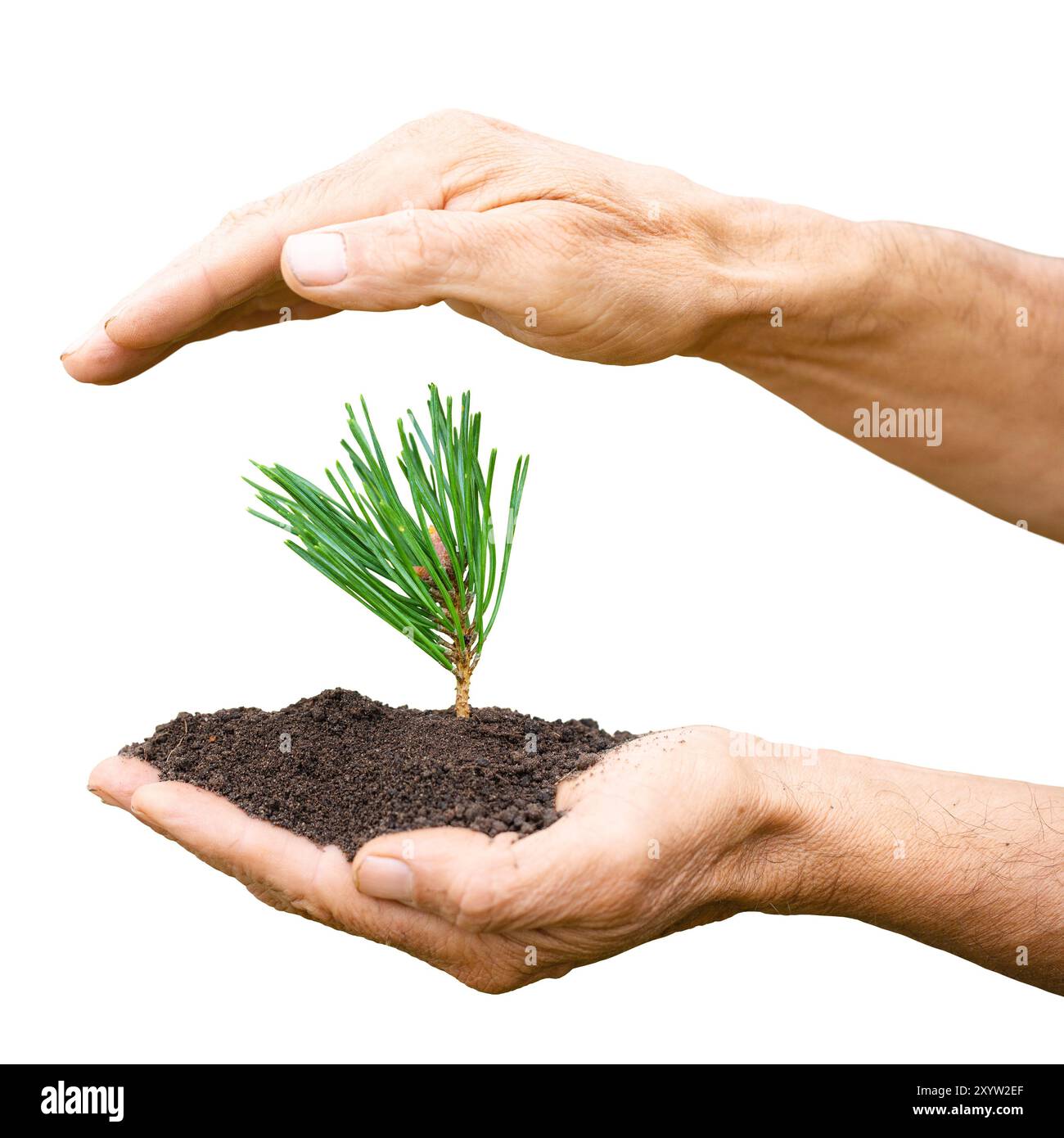pine tree sprout in male hands isolated on white background Stock Photo ...