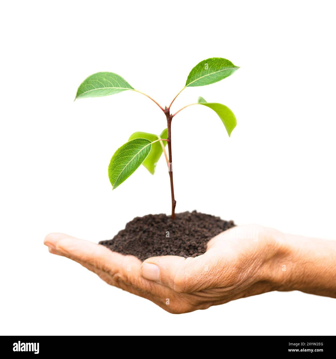 Pear seedling hi-res stock photography and images - Alamy