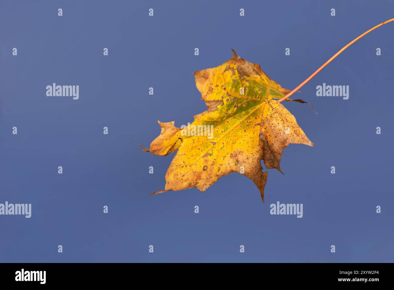 Dying maple tree hi-res stock photography and images - Alamy