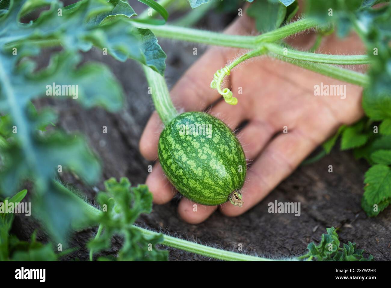 watermelon sprout with small berry in a man's hand Stock Photo - Alamy