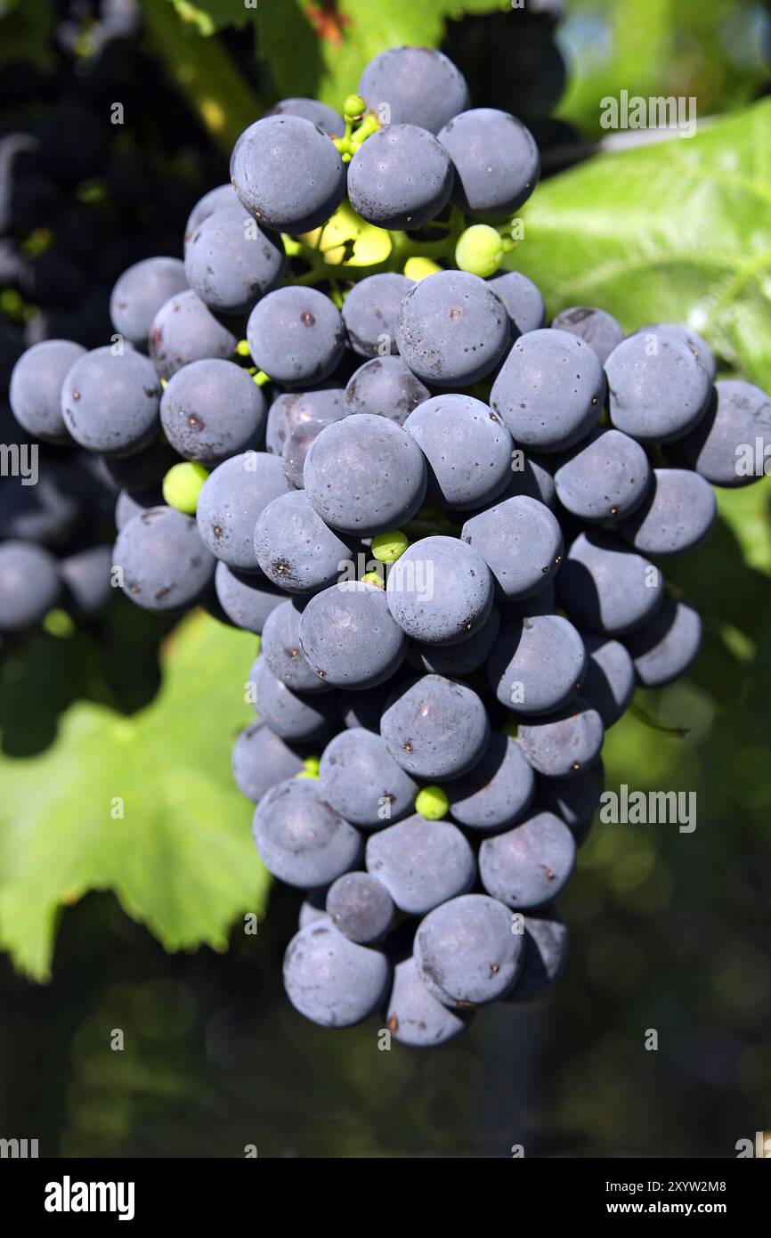 Red grapes vine with bloom hi-res stock photography and images - Alamy
