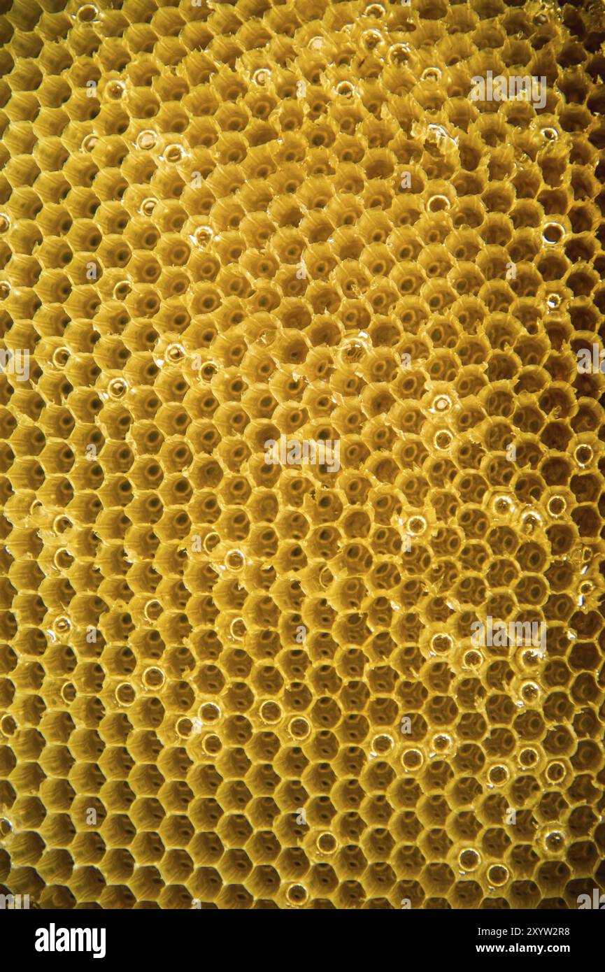 Drawn honey comb golden color from Frame Stock Photo - Alamy