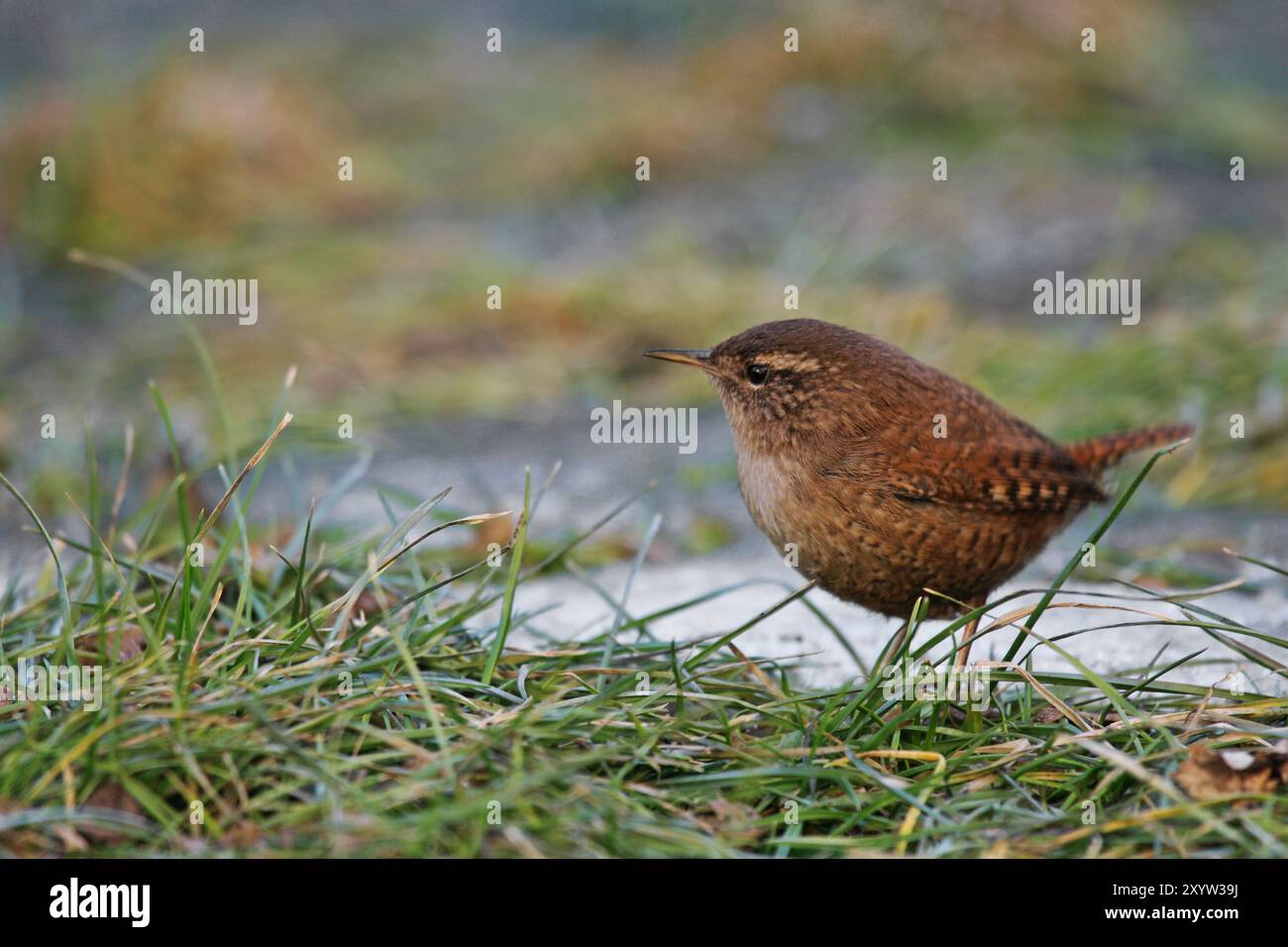 Wrens habitat hi-res stock photography and images - Alamy