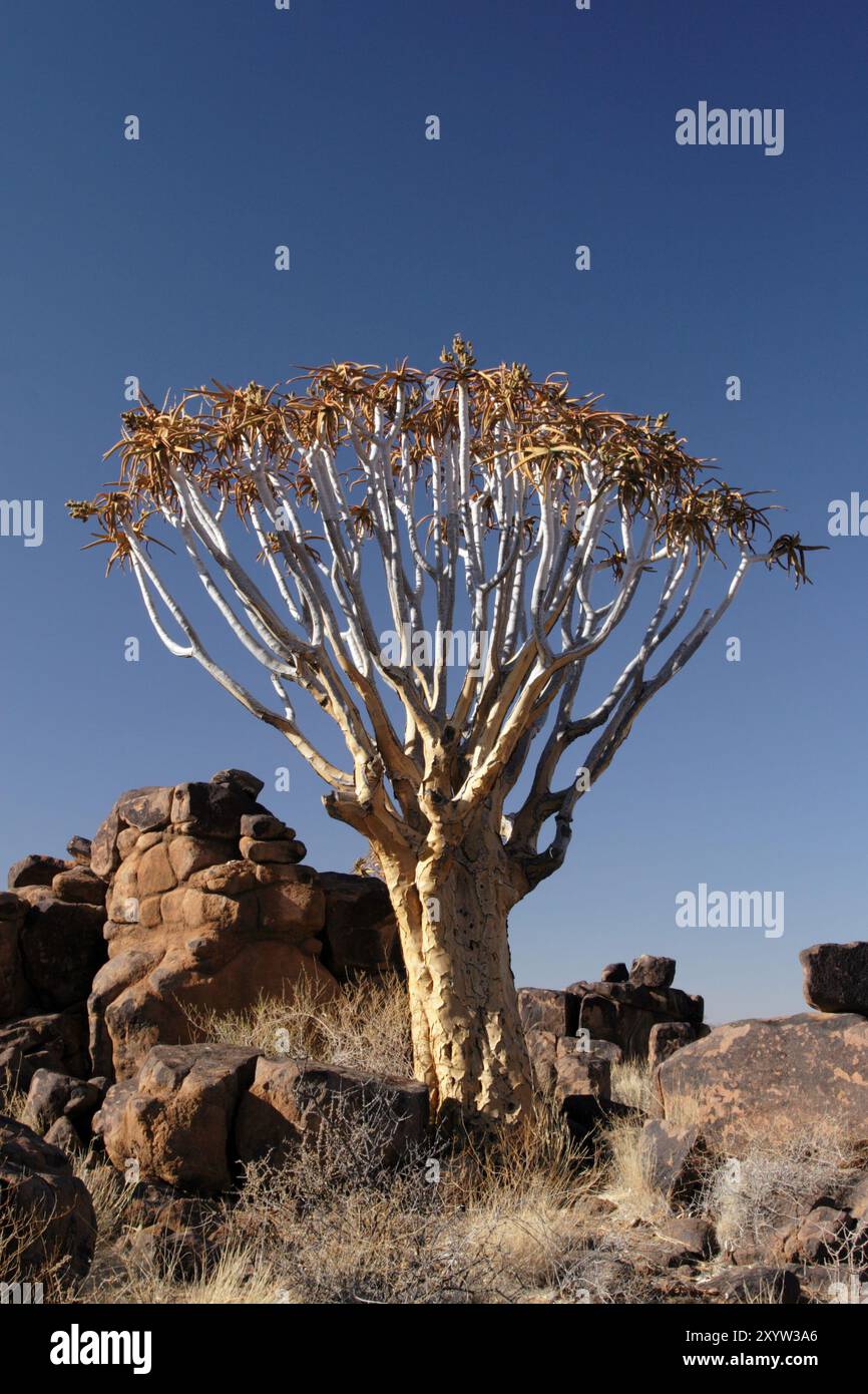 Empty quiver hi-res stock photography and images - Alamy