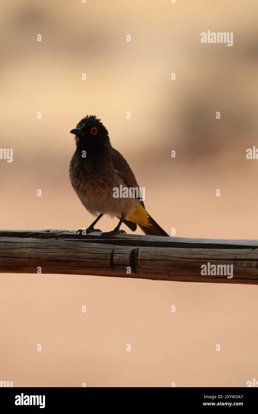 African red-eyed bulbul (Pycnonotus nigricans), Red-eyed Bulbul Stock ...
