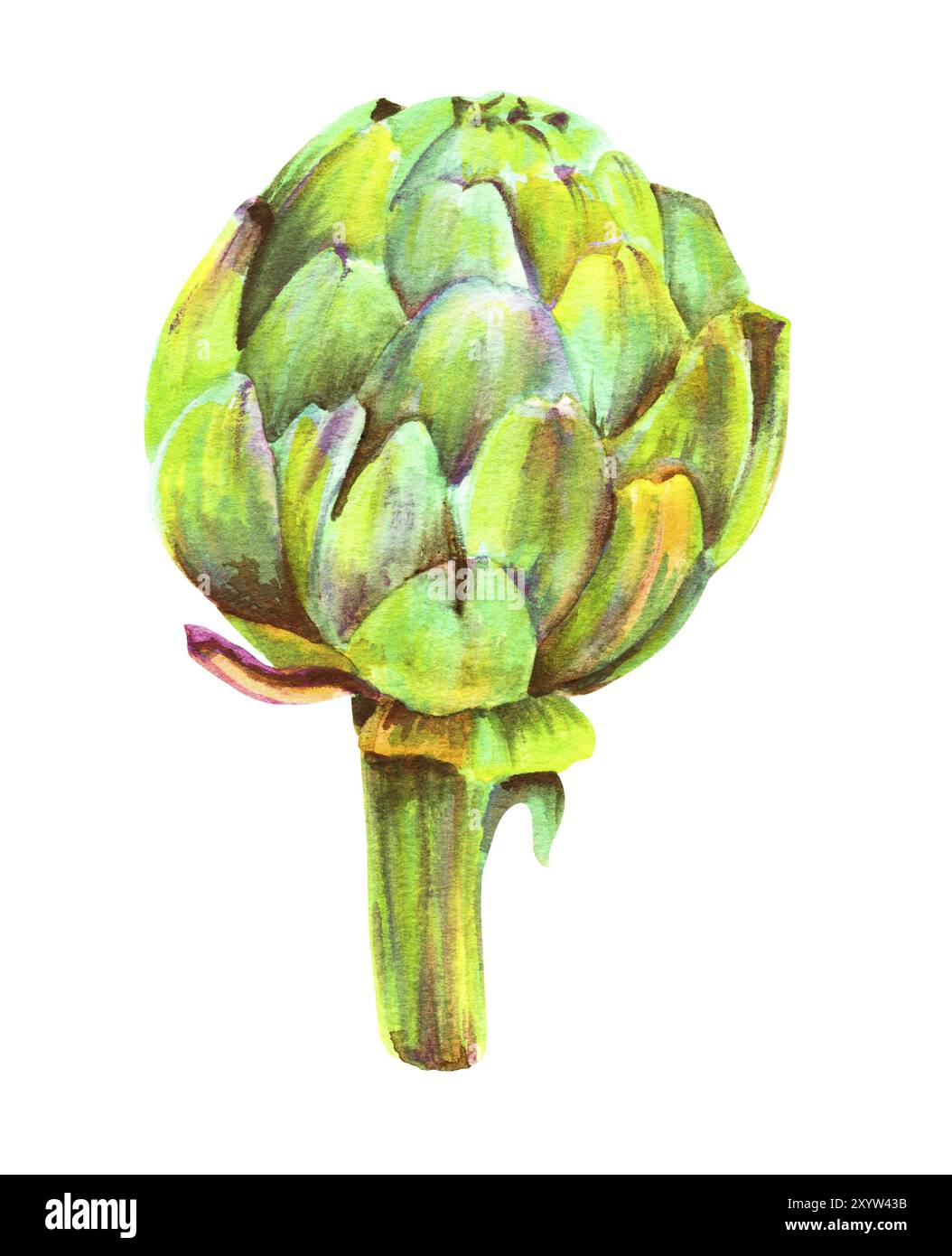 A watercolor drawing of a vibrant artichoke, isolated on a white ...