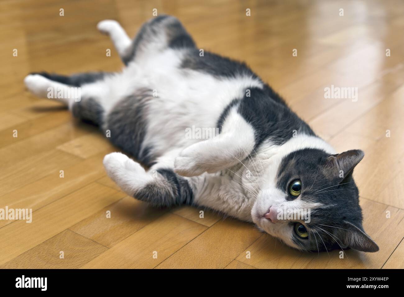 Cat rolling on the floor hi-res stock photography and images - Alamy